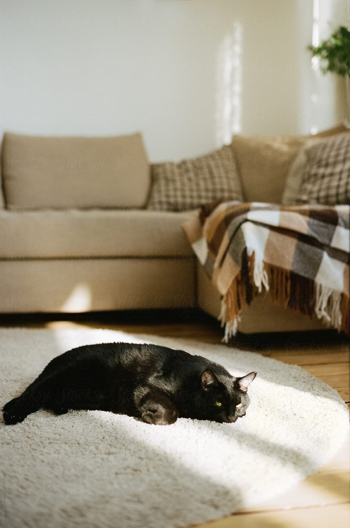 "Cat At Home" by Stocksy Contributor "Milles Team" - Stocksy