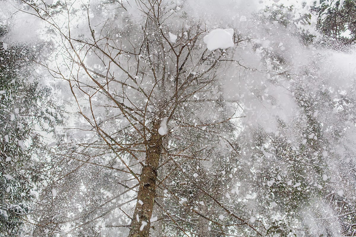 "Snow Falling From The Tree Top" by Stocksy Contributor "Jelena Jojic ...