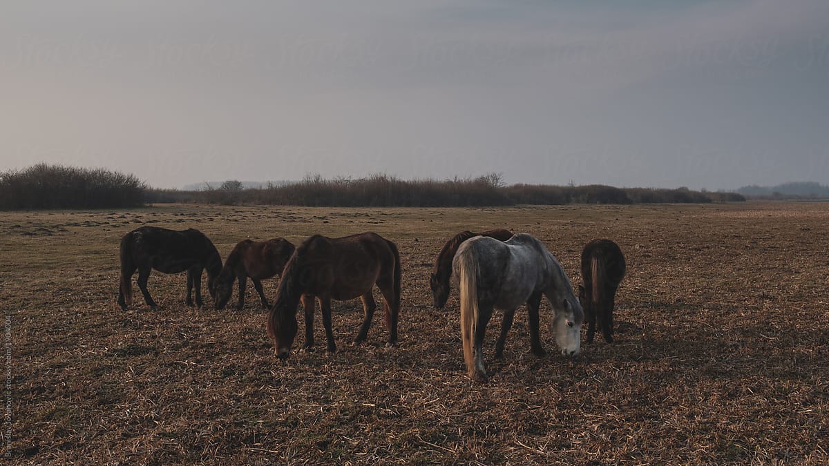 "Horses On The Countryside" by Stocksy Contributor "B Krokodil" - Stocksy