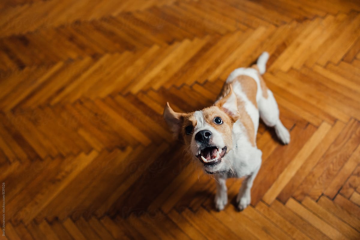 "Dog Looking Up And Jumping" by Stocksy Contributor "Boris Jovanovic ...