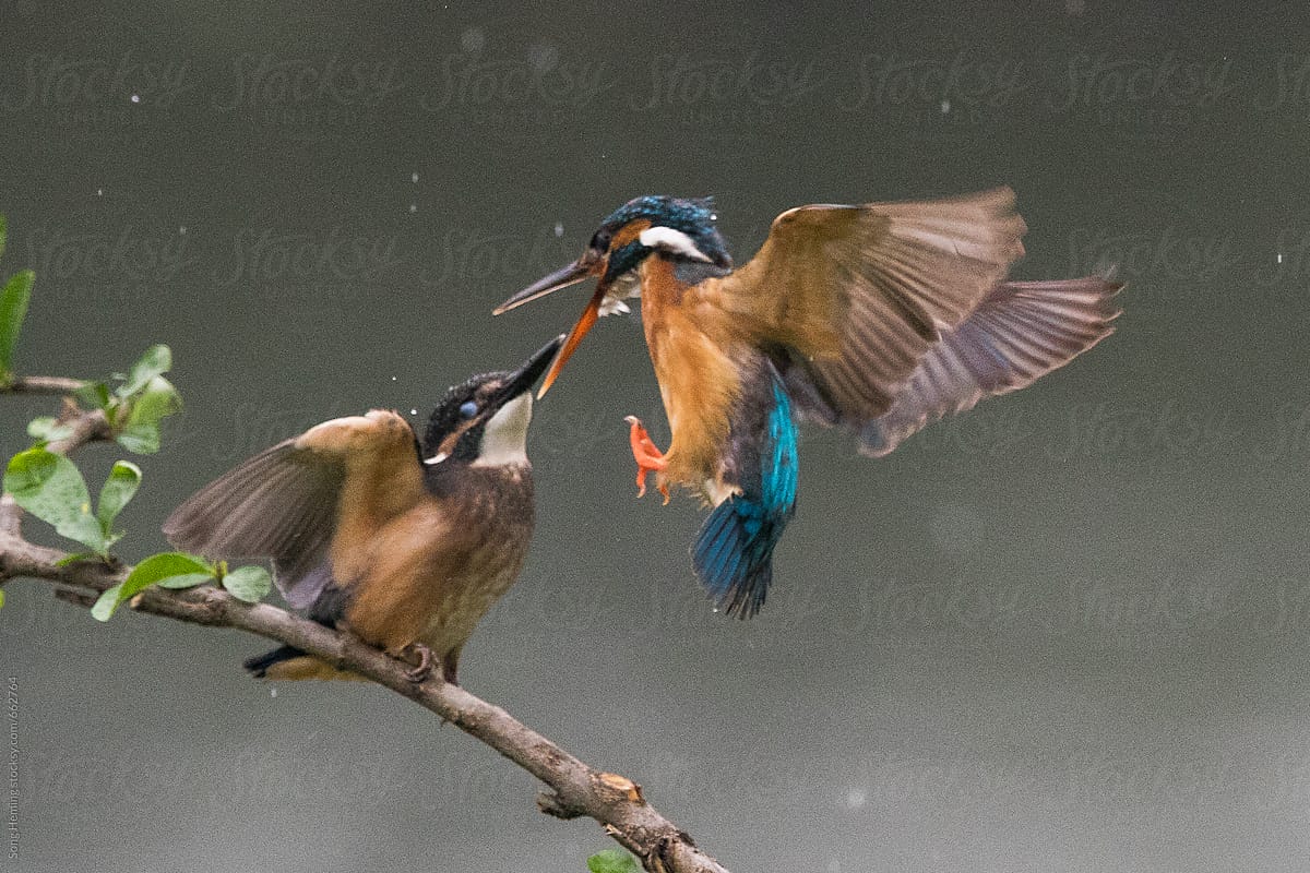 "Kingfisher Fighting" by Stocksy Contributor "Song Heming" - Stocksy