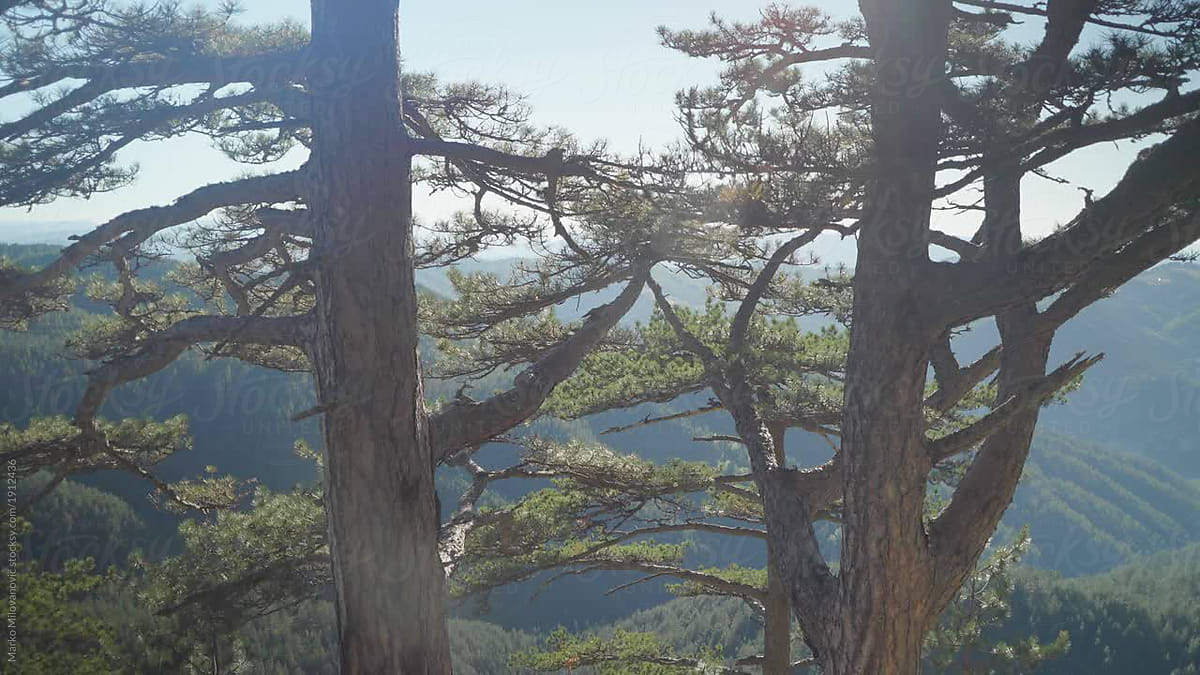 "Mountain Nature Landscape Pine Tree Forest" by Stocksy Contributor ...