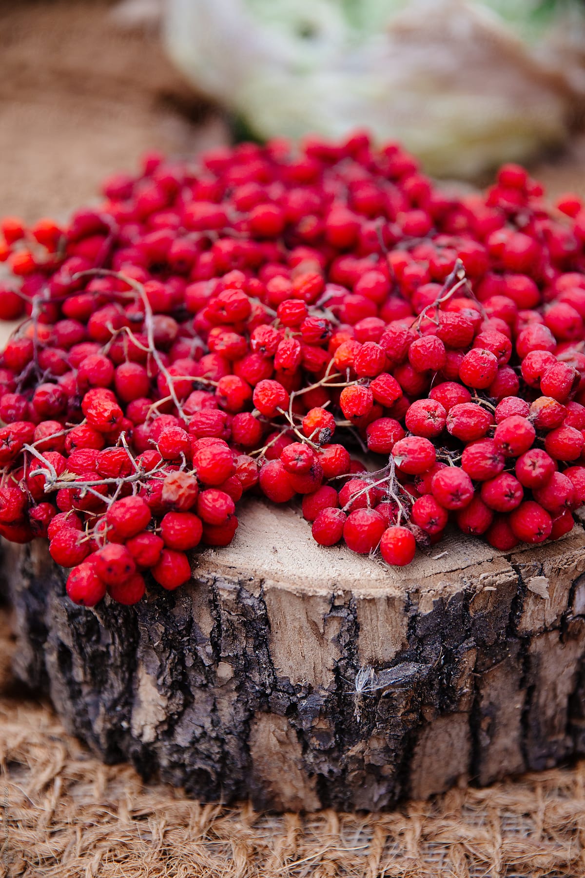 "Rowanberry On Wood" by Stocksy Contributor "Andrey Pavlov" - Stocksy