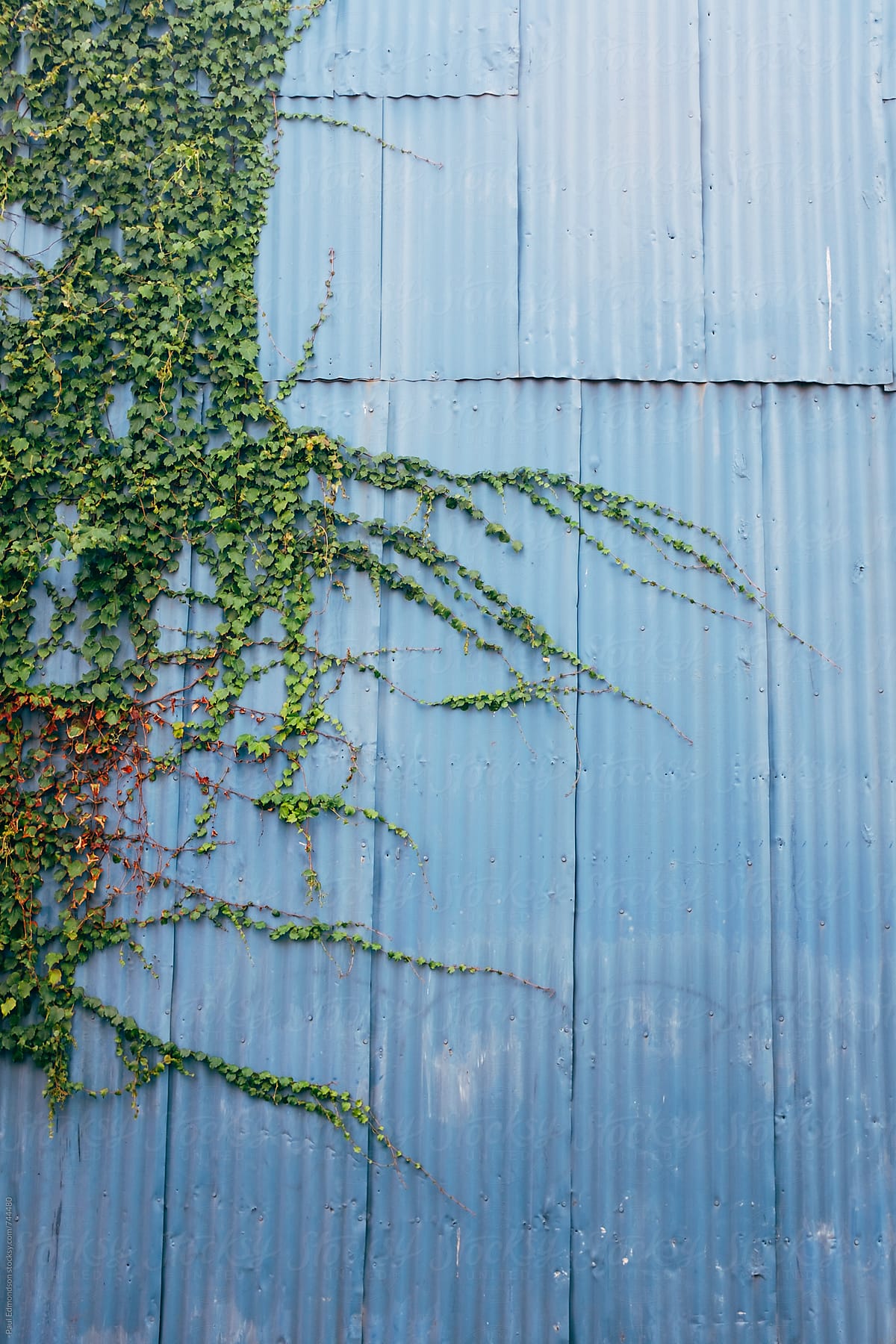 "Vine On Painted Blue Wall" by Stocksy Contributor "Rialto Images ...