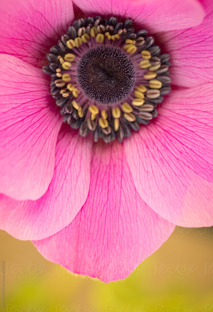 "Anemone Flower" by Stocksy Contributor "ALAN SHAPIRO" - Stocksy