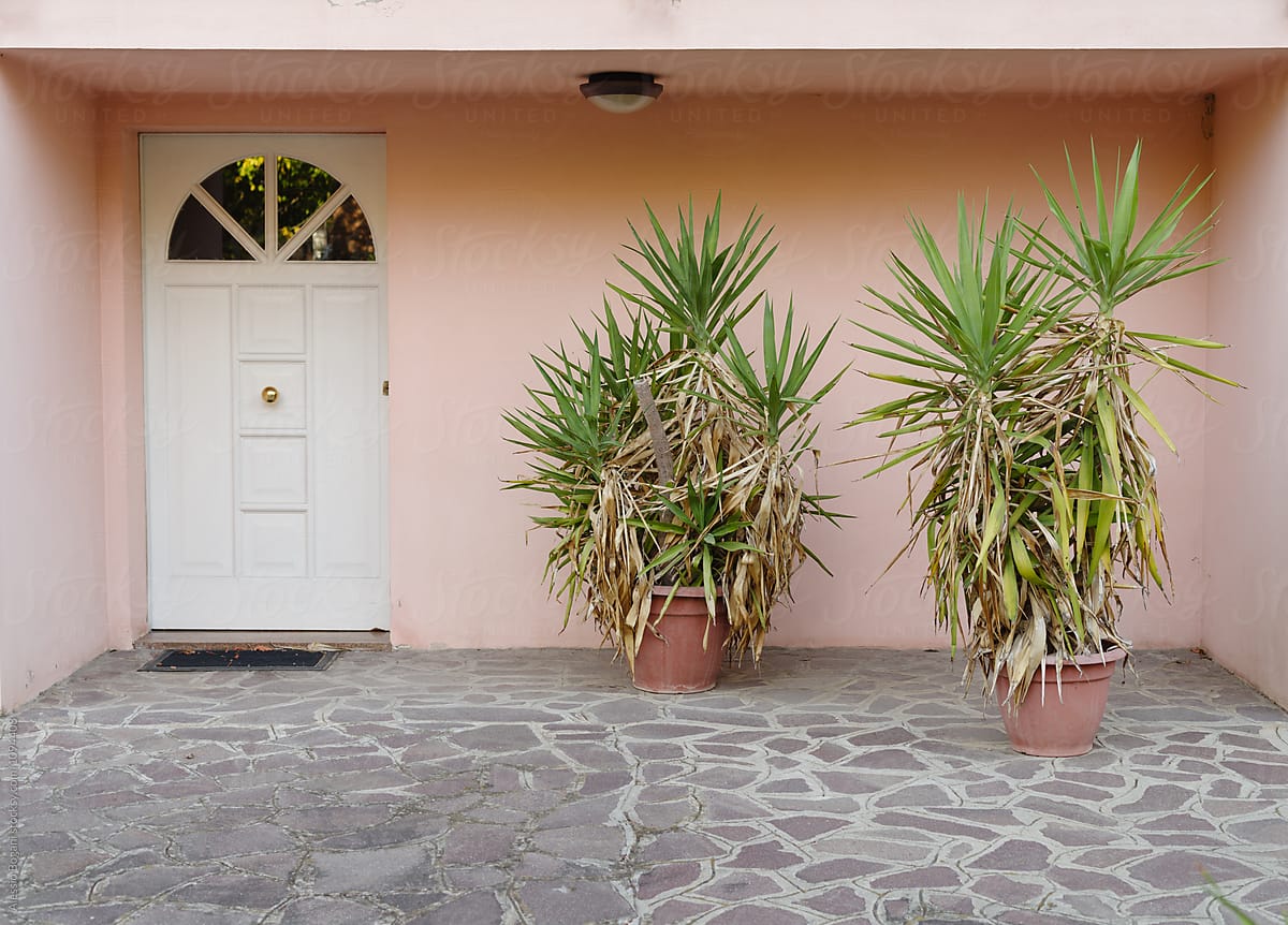 "A Door And Two Palms" by Stocksy Contributor "Alessio Bogani" - Stocksy