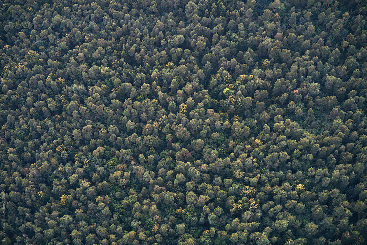"Aerial View Of Dense Forest Canopy" by Stocksy Contributor "Luis ...