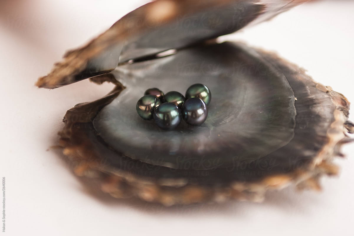 Black Pearl Oyster Shell Black Pearl Shell Images – Browse 11,942