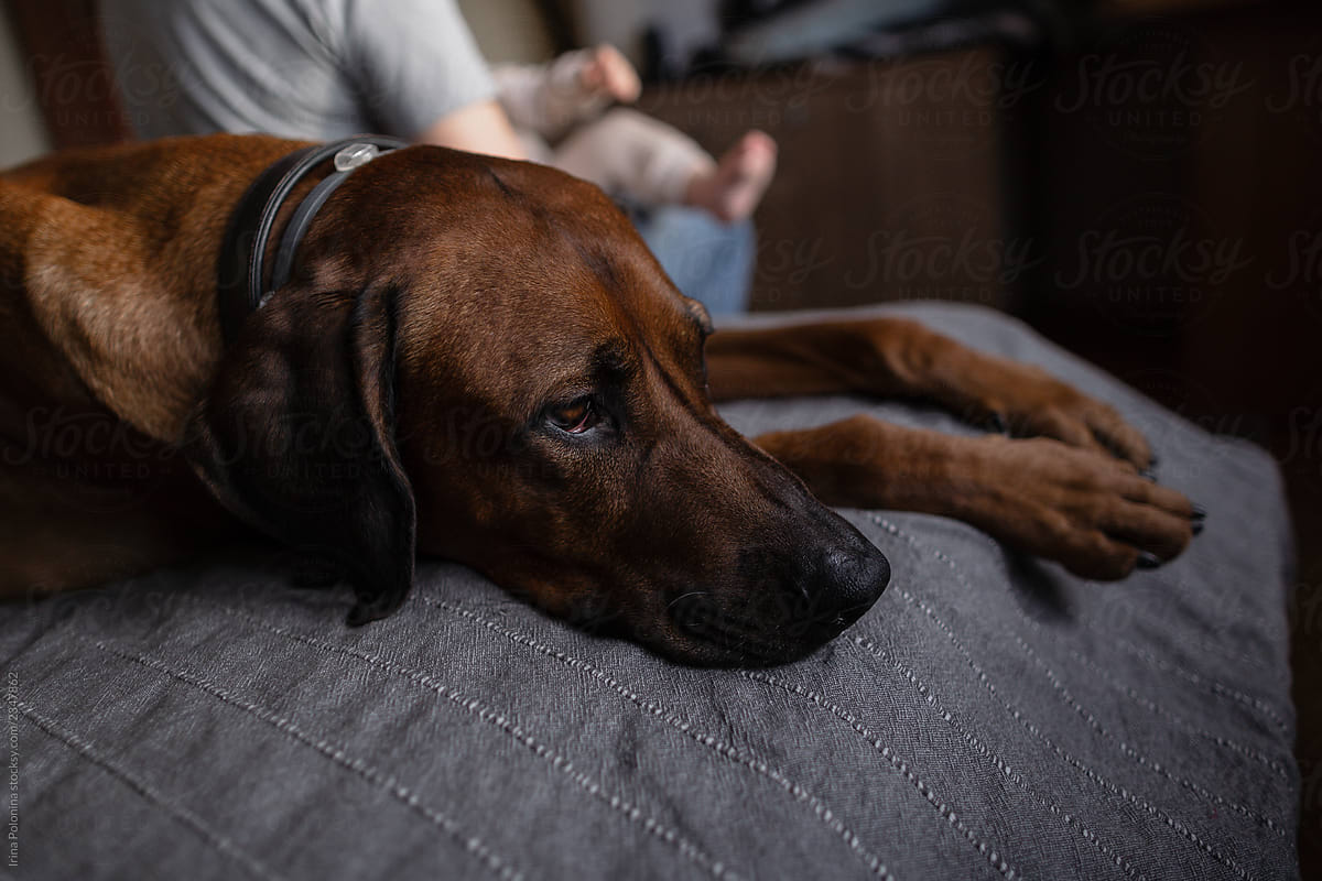 "Big Dog Lying On The Bed At Home" by Stocksy Contributor "Irina ...