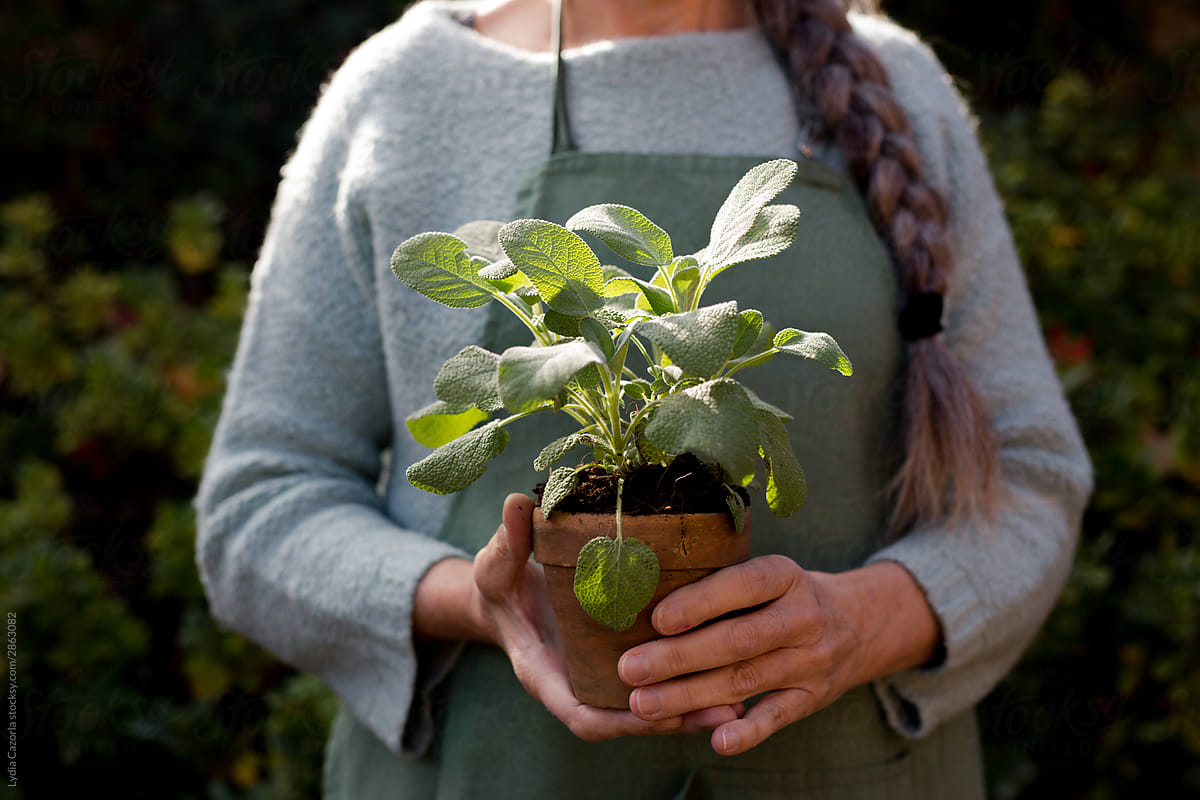 "Senior Woman Holding Plant In Her Garden In Your Home" by Stocksy ...
