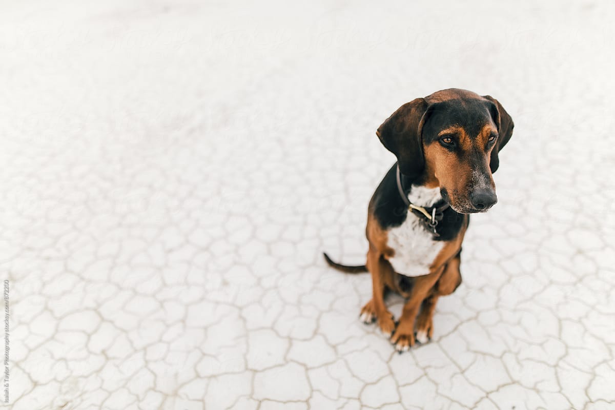 "Obedient Dog Sitting" by Stocksy Contributor "Itla" - Stocksy