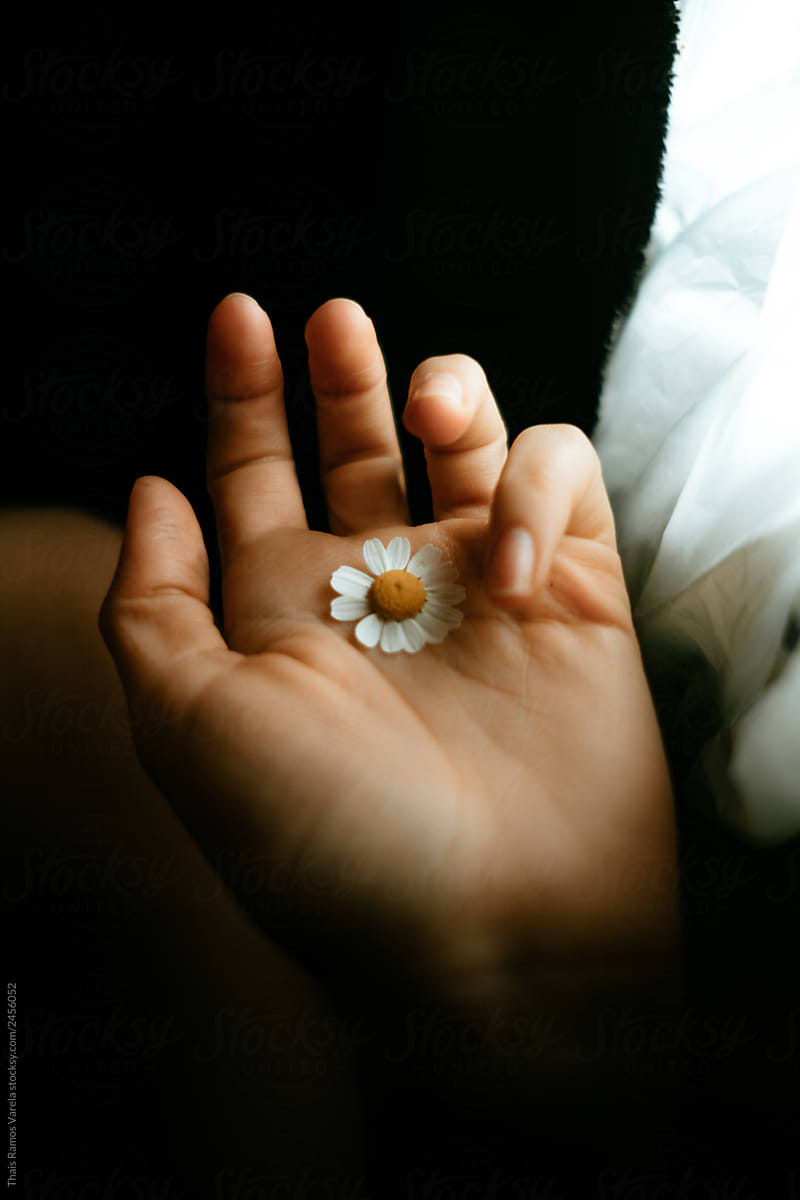 "Daisy In A Hand." by Stocksy Contributor "THAIS RAMOS VARELA" - Stocksy