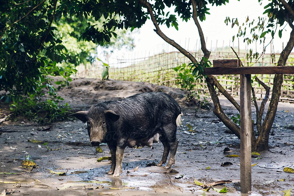 "Wild Boar Or Feral Pig Into Muddy" by Stocksy Contributor "Jordi Rulló ...