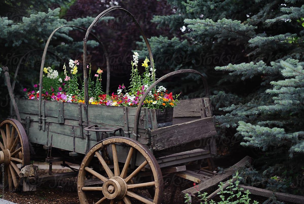 "Flowers Planted In Old (Un)Covered Wagon" by Stocksy Contributor ...