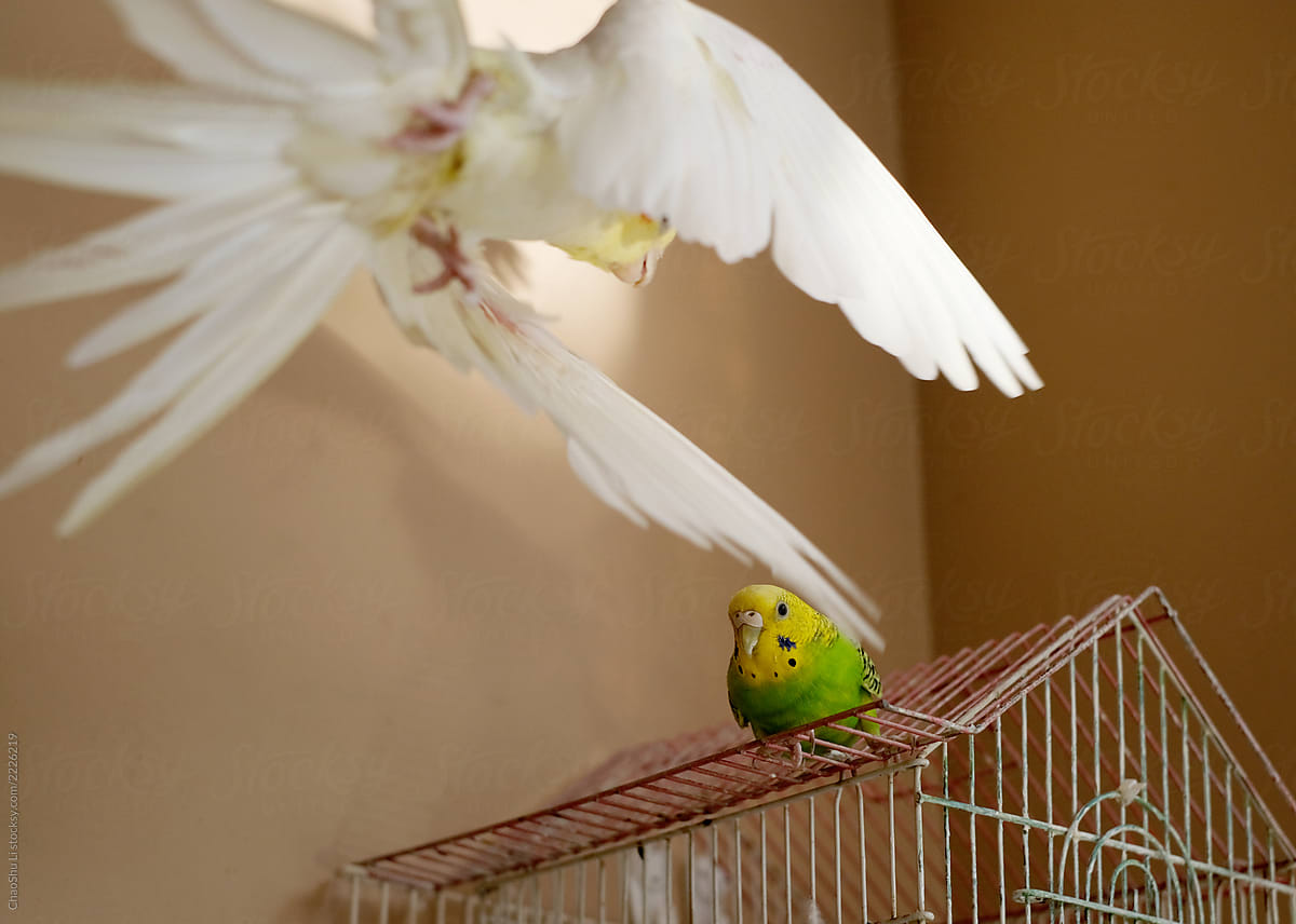 "Cute Parrots Are Stocked On The Balcony. Under The Refraction Of The ...