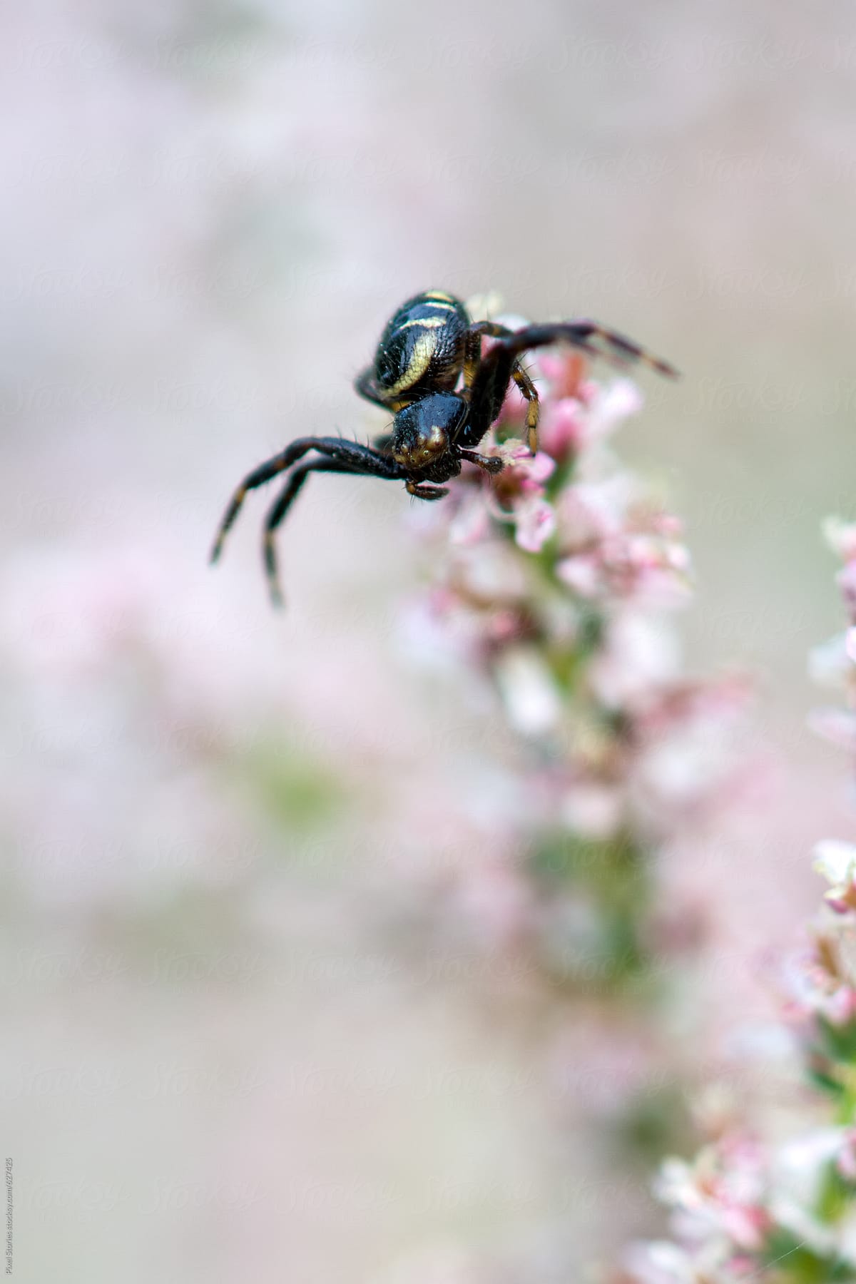 "Karate Spider" by Stocksy Contributor "Sibila and Pavel" - Stocksy