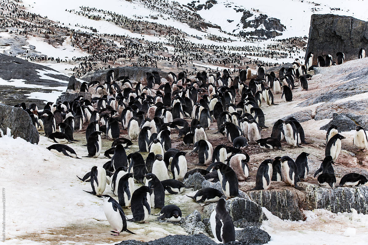 "Hundreds Of Penguins" by Stocksy Contributor "Mark Pollard" - Stocksy