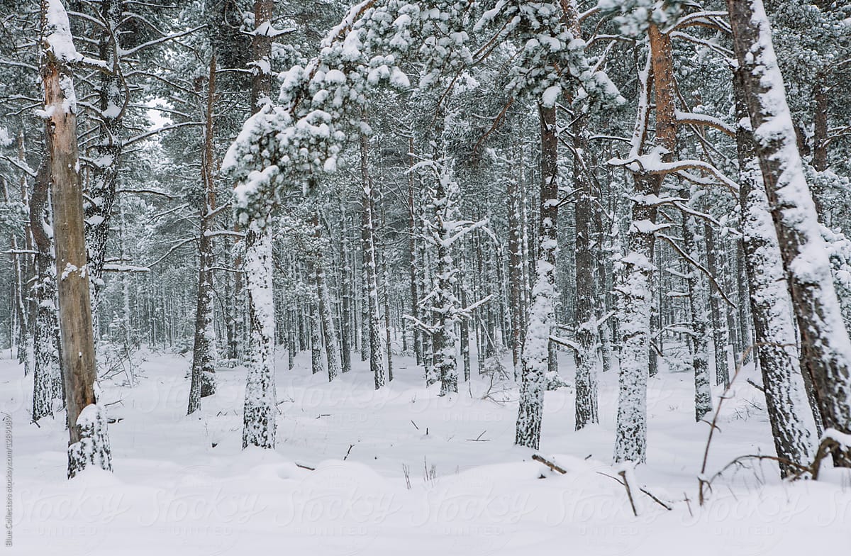 "Snowy Forest" by Stocksy Contributor "Jordi Rulló" - Stocksy
