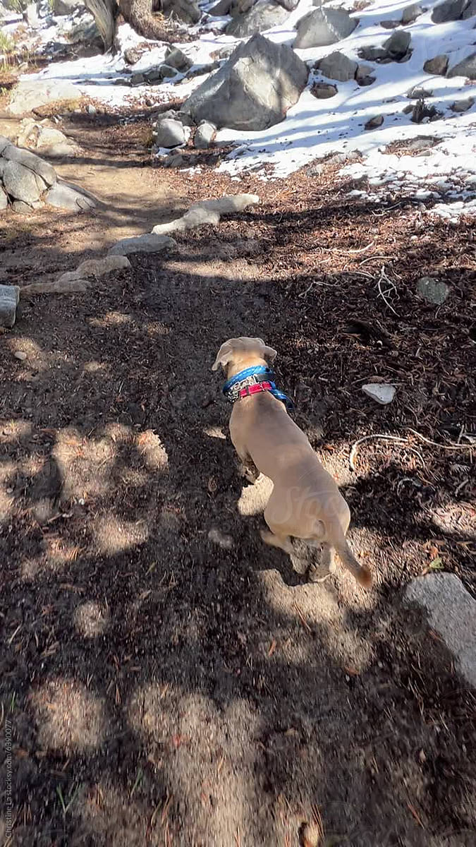 "UGC Dog Hiking Snow" by Stocksy Contributor "Christine La" - Stocksy
