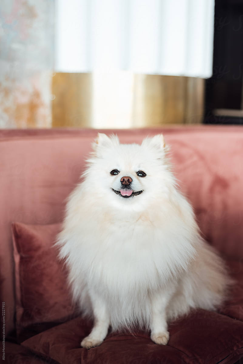 "Funny Dog Sitting On Chair" by Stocksy Contributor "Alina Hvostikova ...