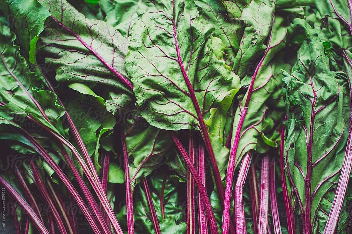 "Leaves Of Beetroots" by Stocksy Contributor "Lumina" - Stocksy