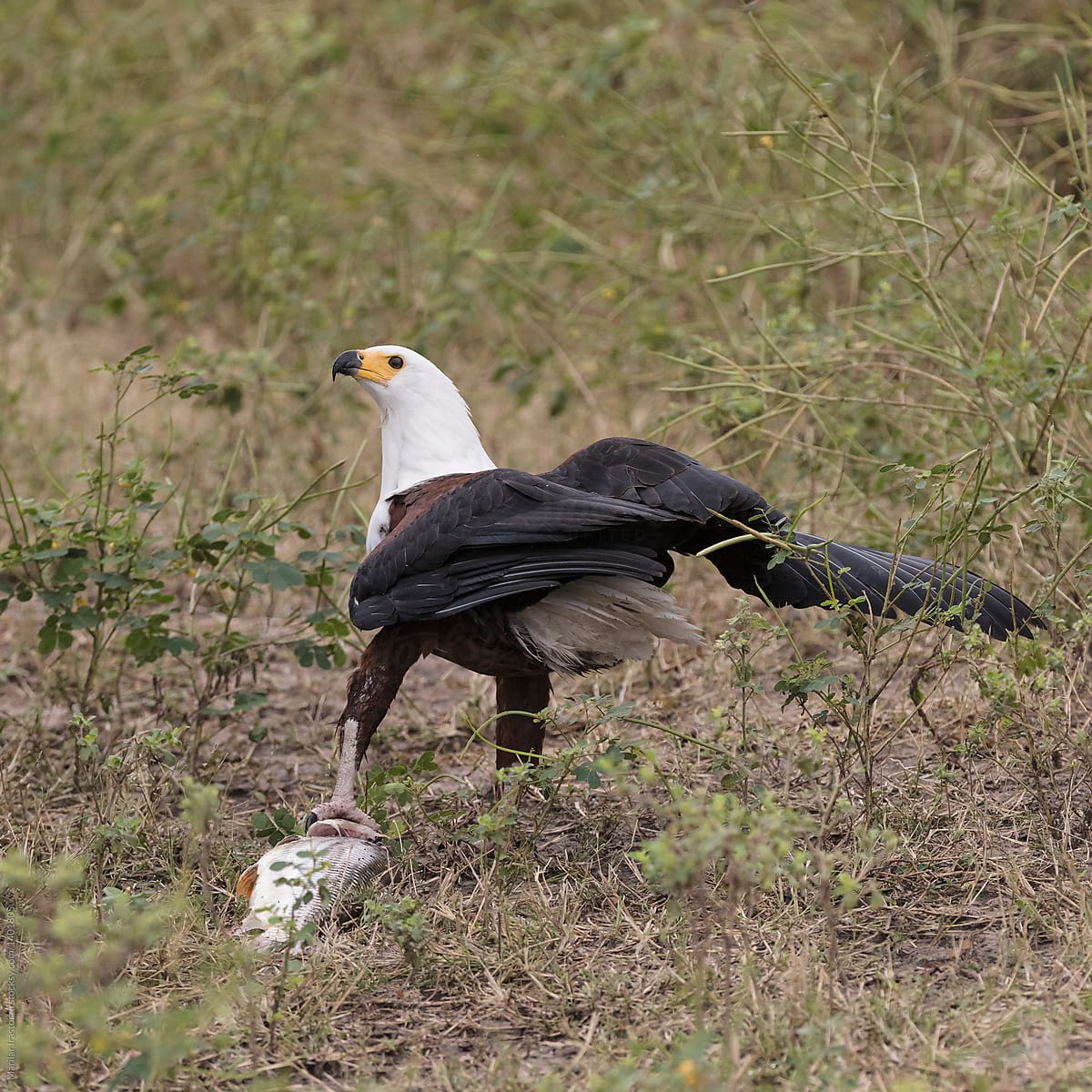 "African Fish Eagle With A Freshly Caught Fish" by Stocksy Contributor ...
