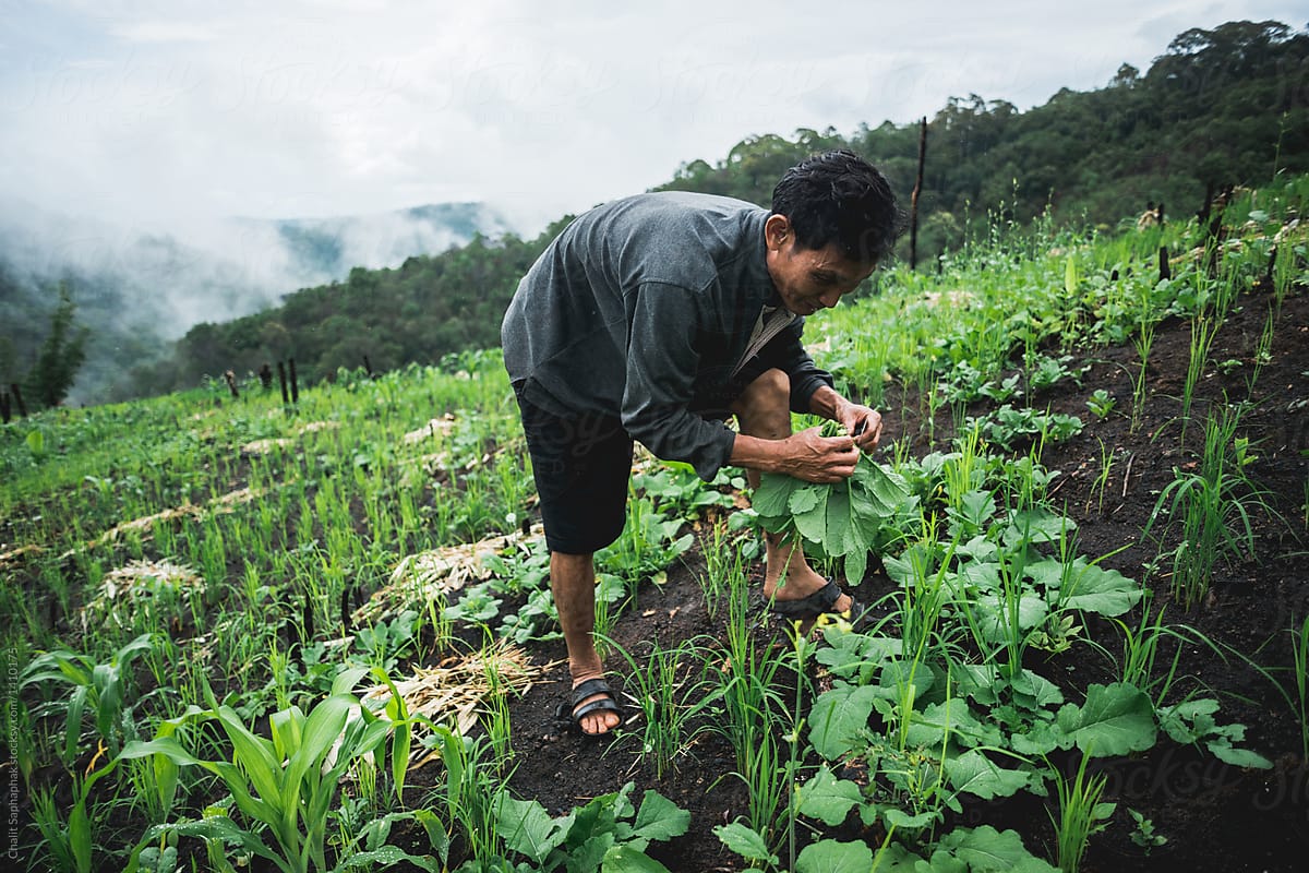 "Karen People In His Rotational Farming" by Stocksy Contributor "Chalit ...