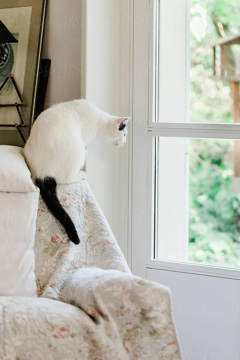 "Cat Watching Over His Garden From Indoors" by Stocksy Contributor ...