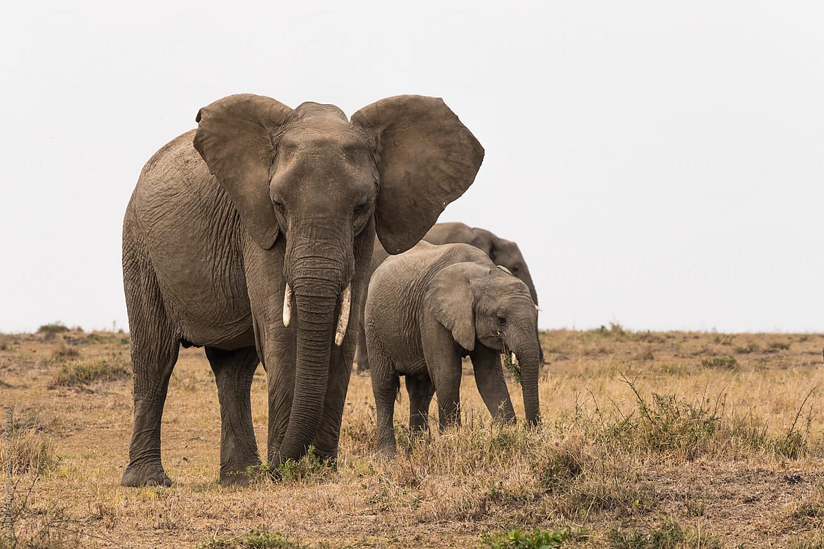 "Female Elephant With Her Baby" by Stocksy Contributor "Marilar ...