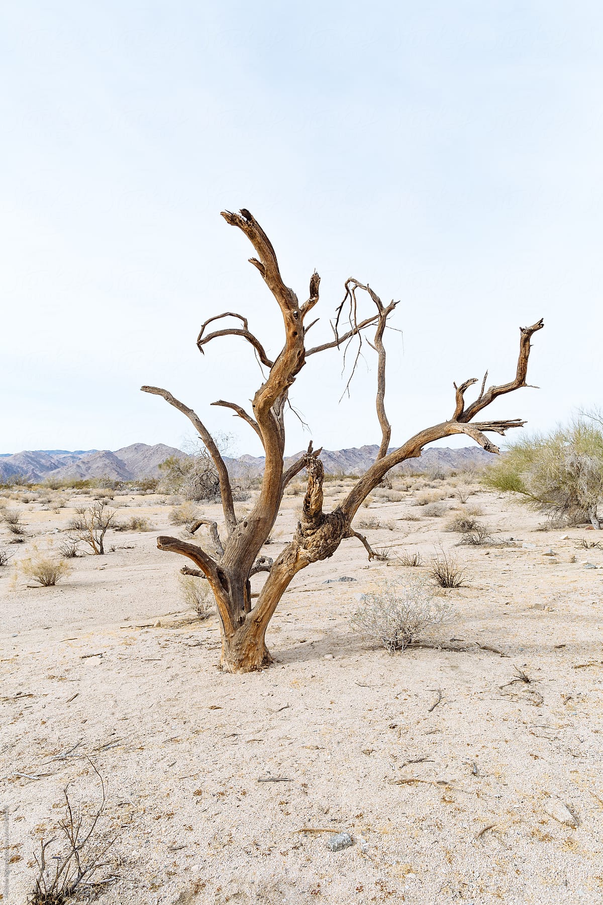 "Desert Tree" by Stocksy Contributor "Melanie Riccardi" - Stocksy
