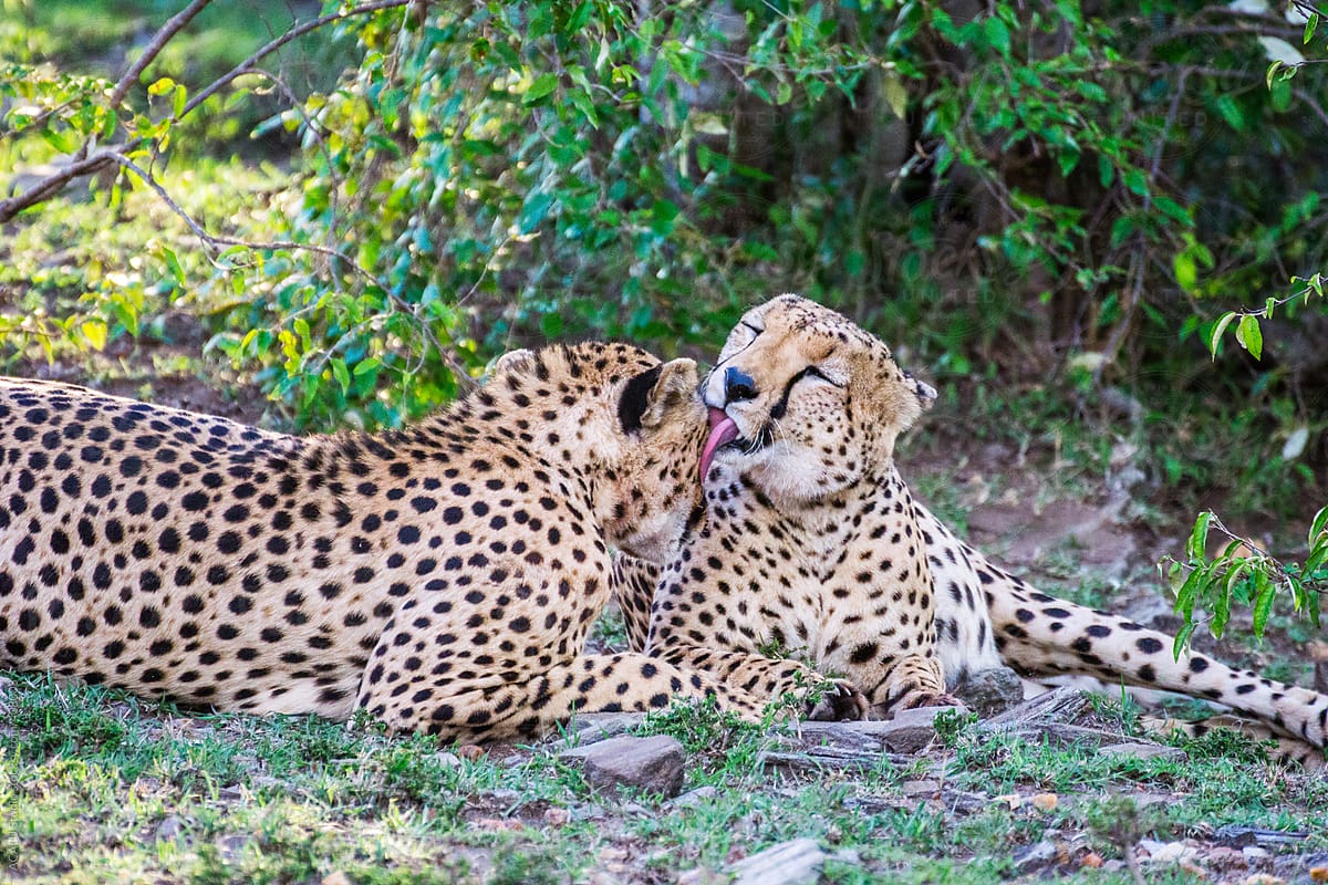 "Couple Of Cheetahs Wiping" by Stocksy Contributor "ACALU Studio" - Stocksy