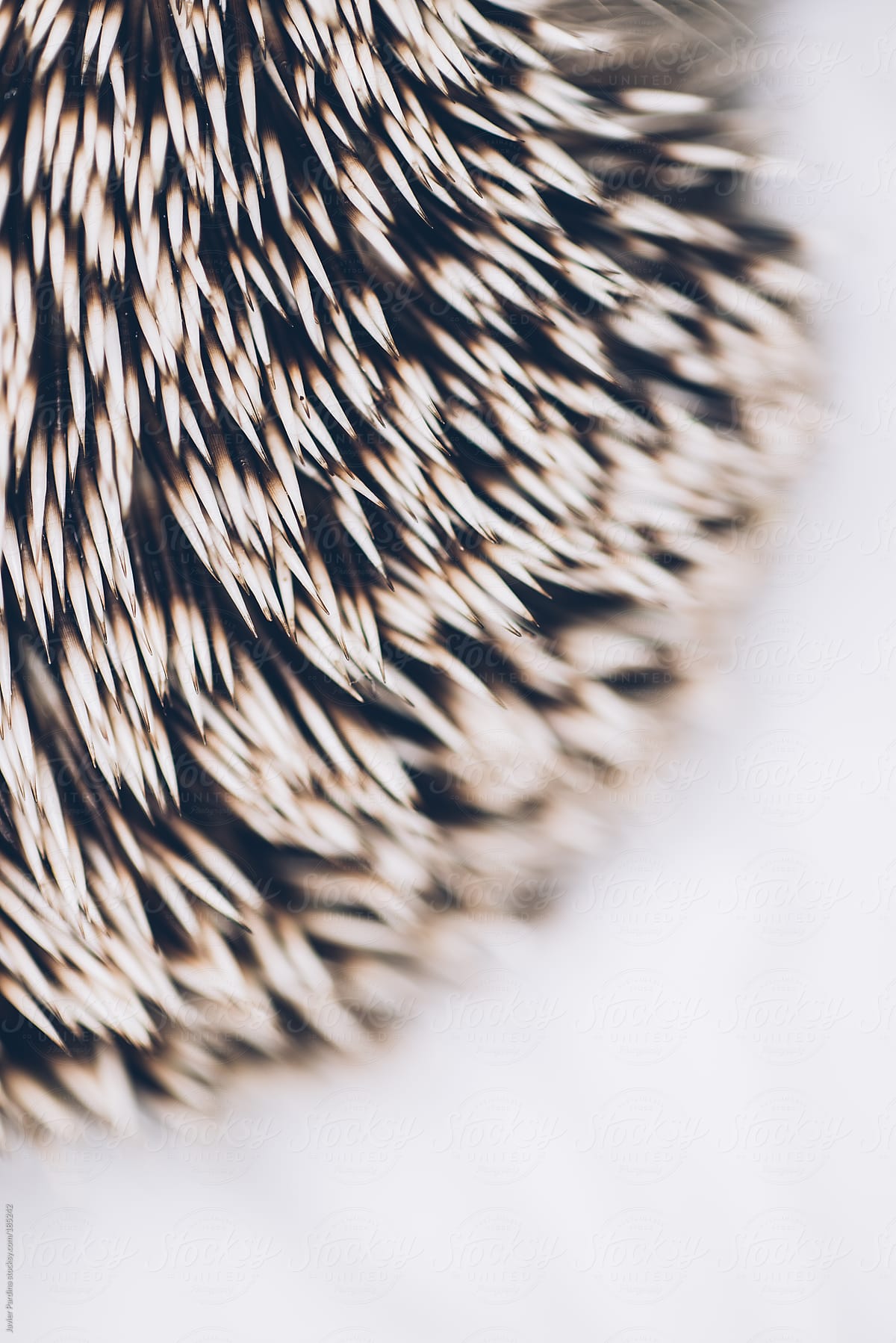 "Hedgehog Texture" by Stocksy Contributor "Pardina Studio x Katya D ...