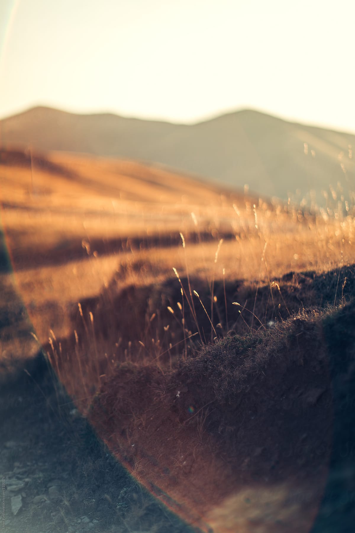 "Backlit Plants With A Flare Of Light" by Stocksy Contributor "Pardina ...