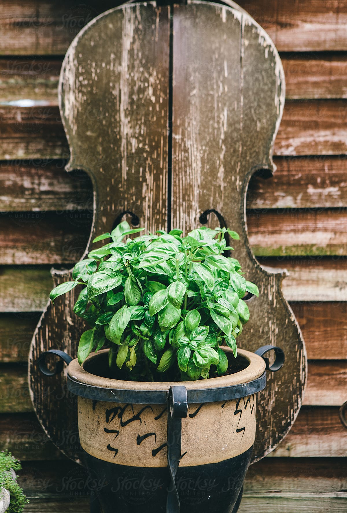"Basil Plant In Front Of A Cello" by Stocksy Contributor "Kkgas" - Stocksy
