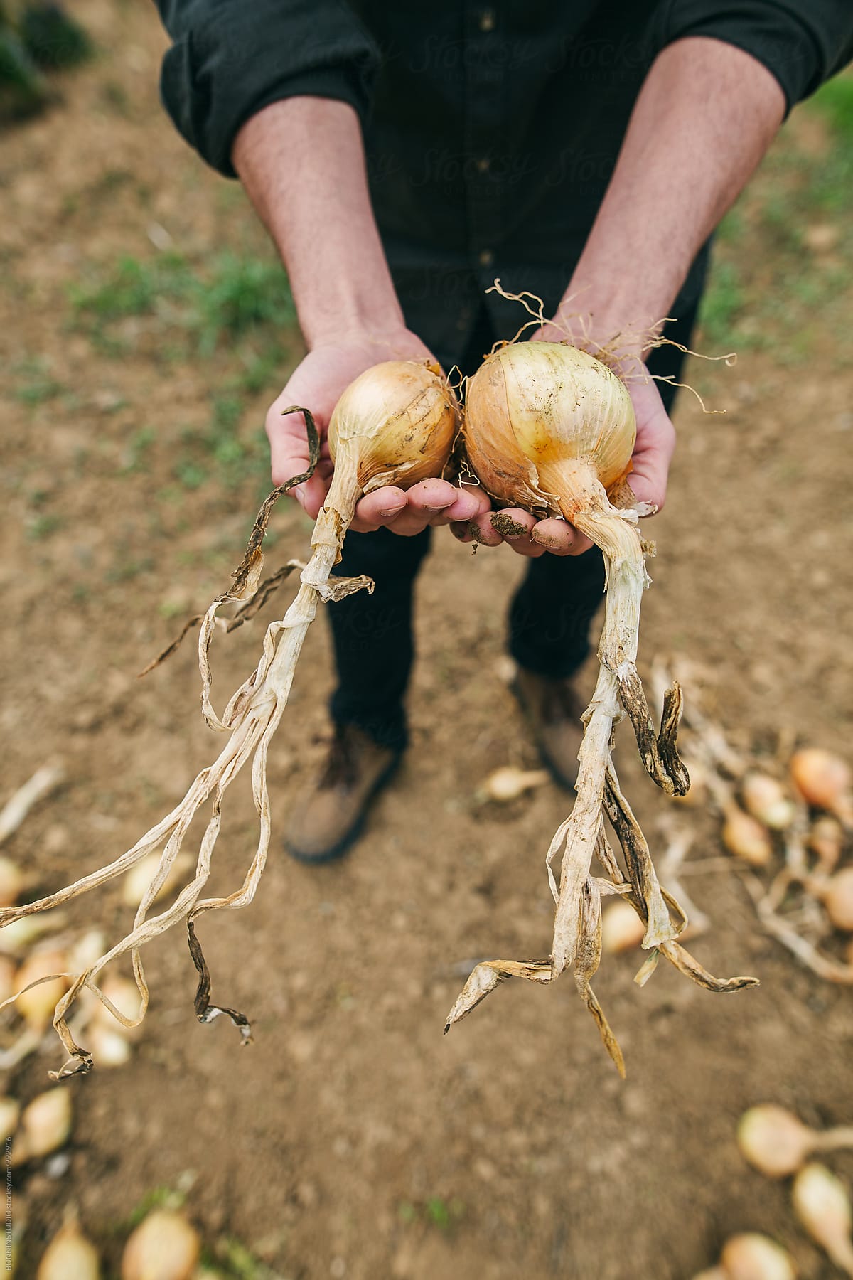 "Closeup Of A Farmer Holding Onions In His Hands." by Stocksy ...