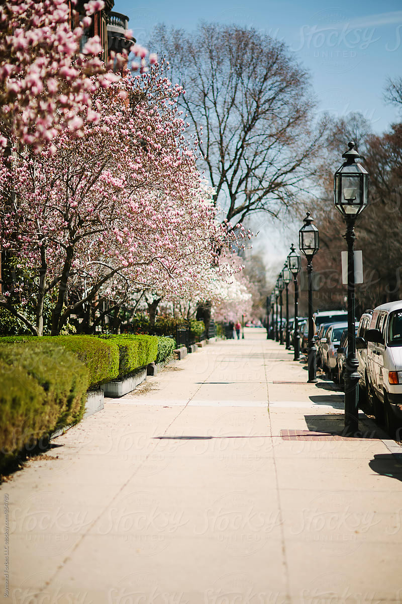 "Magnolia Trees In Bloom In Boston" by Stocksy Contributor "Raymond ...