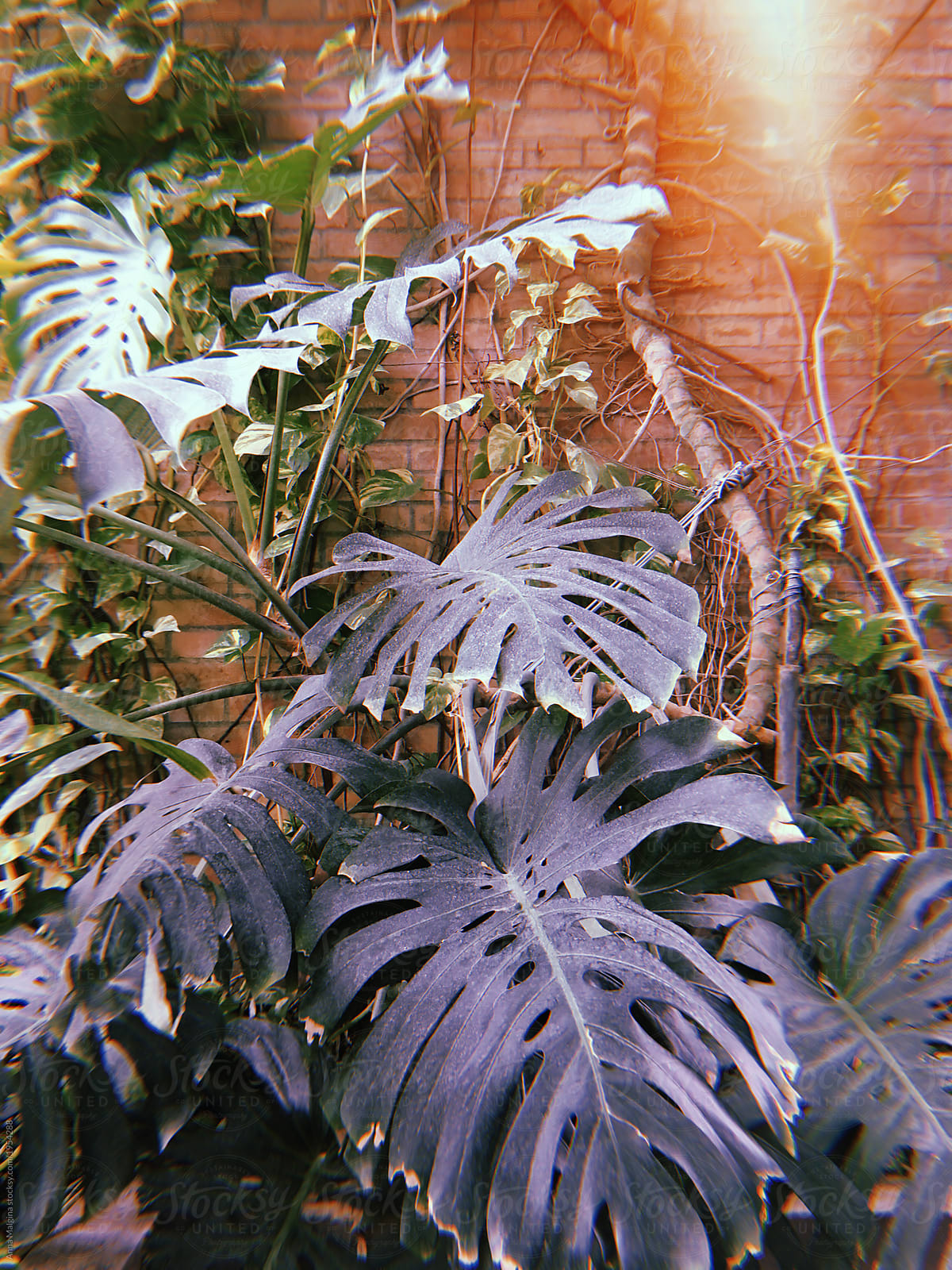 "A Beautiful Monstera In An Orangery" by Stocksy Contributor "Anna ...