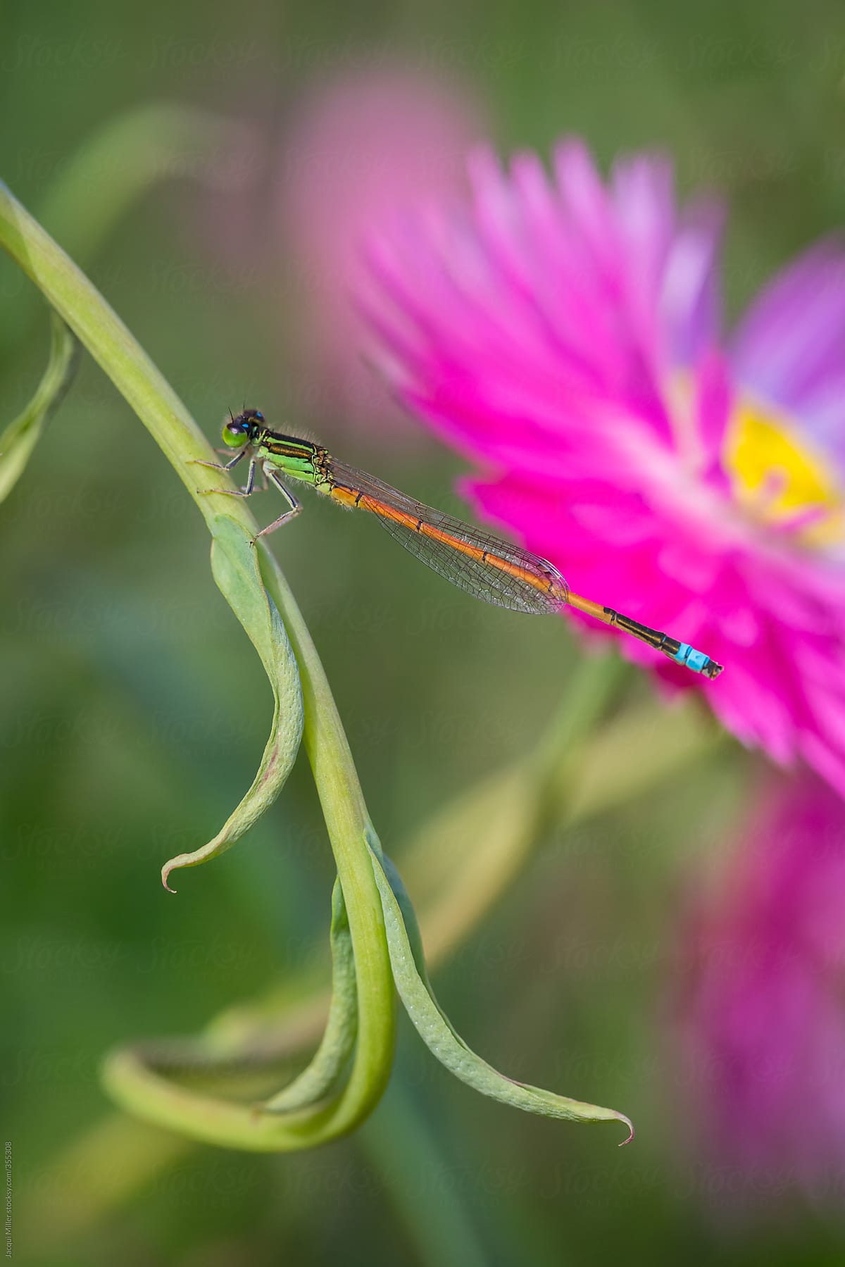 "Blue Tailed Damselfly With Bright Green Body And Orange Tail" by ...