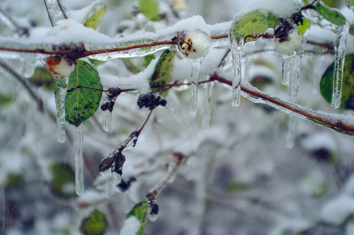 "Frozen Tree" by Stocksy Contributor "Tomas Mikula" - Stocksy