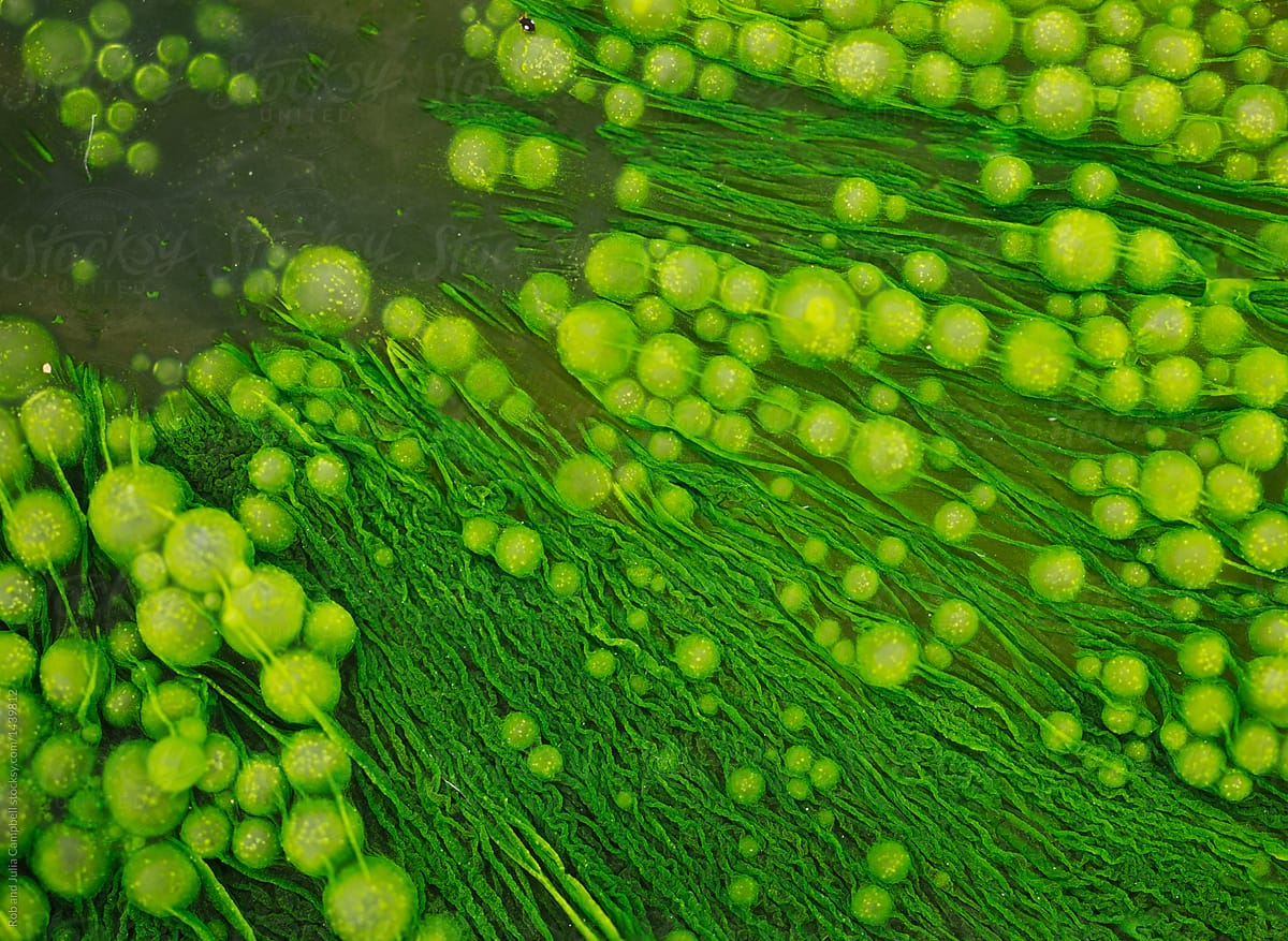 "Macro Detail Of Green Algae" by Stocksy Contributor "Rob And Julia ...
