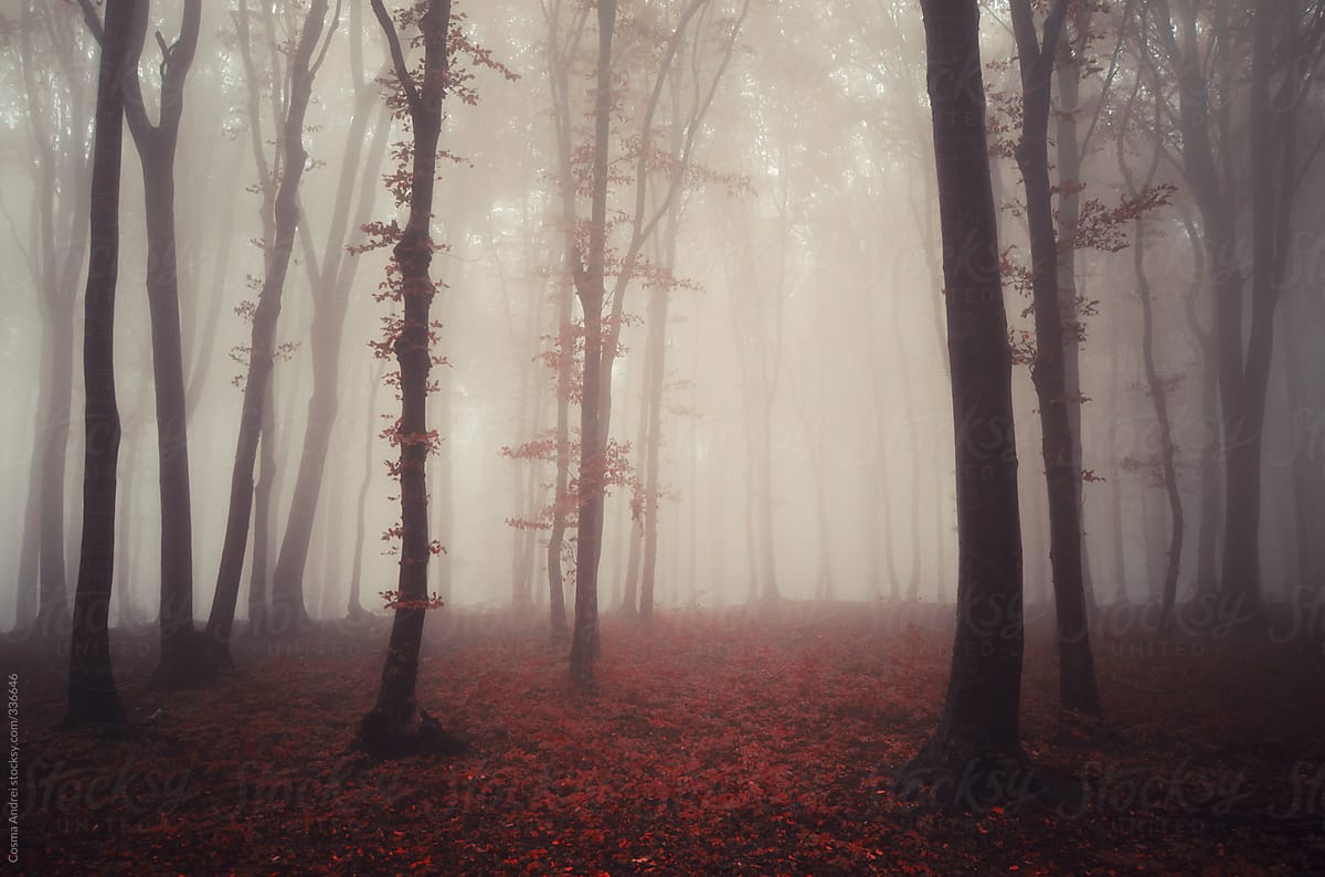 "Mysterious Red Forest In Autumn With Fog" by Stocksy Contributor ...