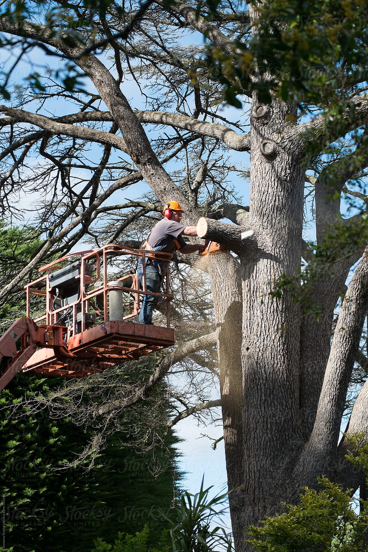 "Arborist Felling A Huge Tree" by Stocksy Contributor "Rowena Naylor ...