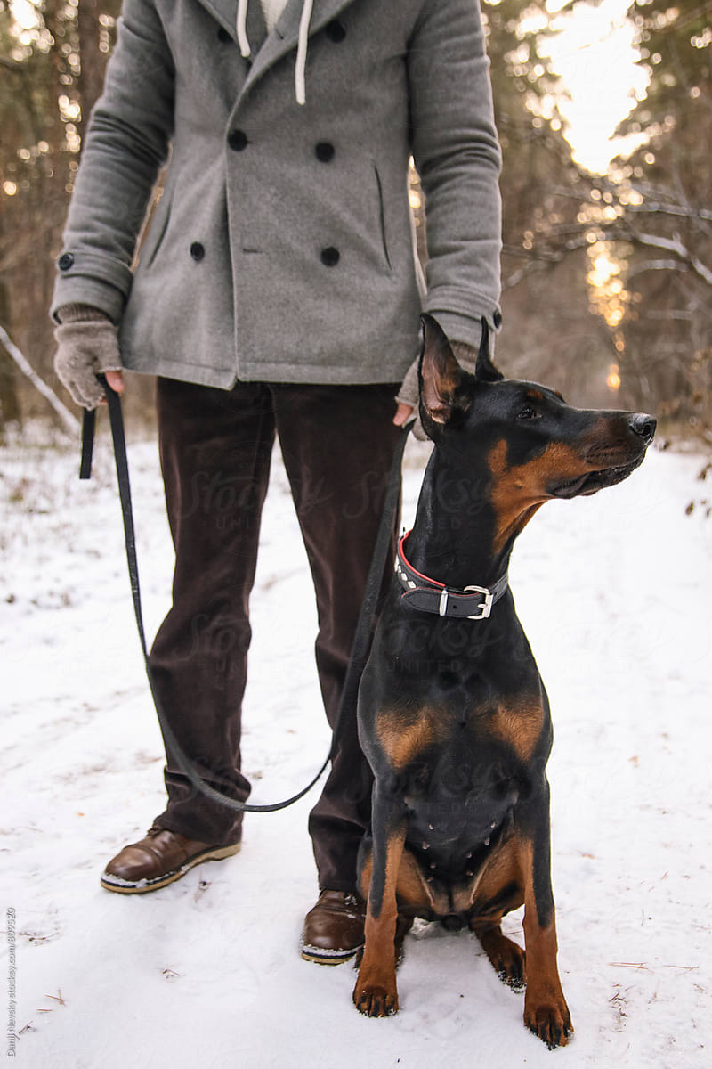 "Beautiful Doberman Sitting Next To His Owner" by Stocksy Contributor ...