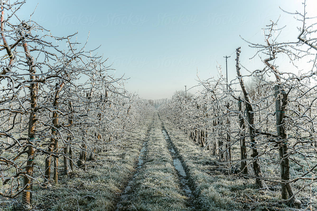 "Tracks Between Rows Of Frozen Fruit Trees" by Stocksy Contributor ...