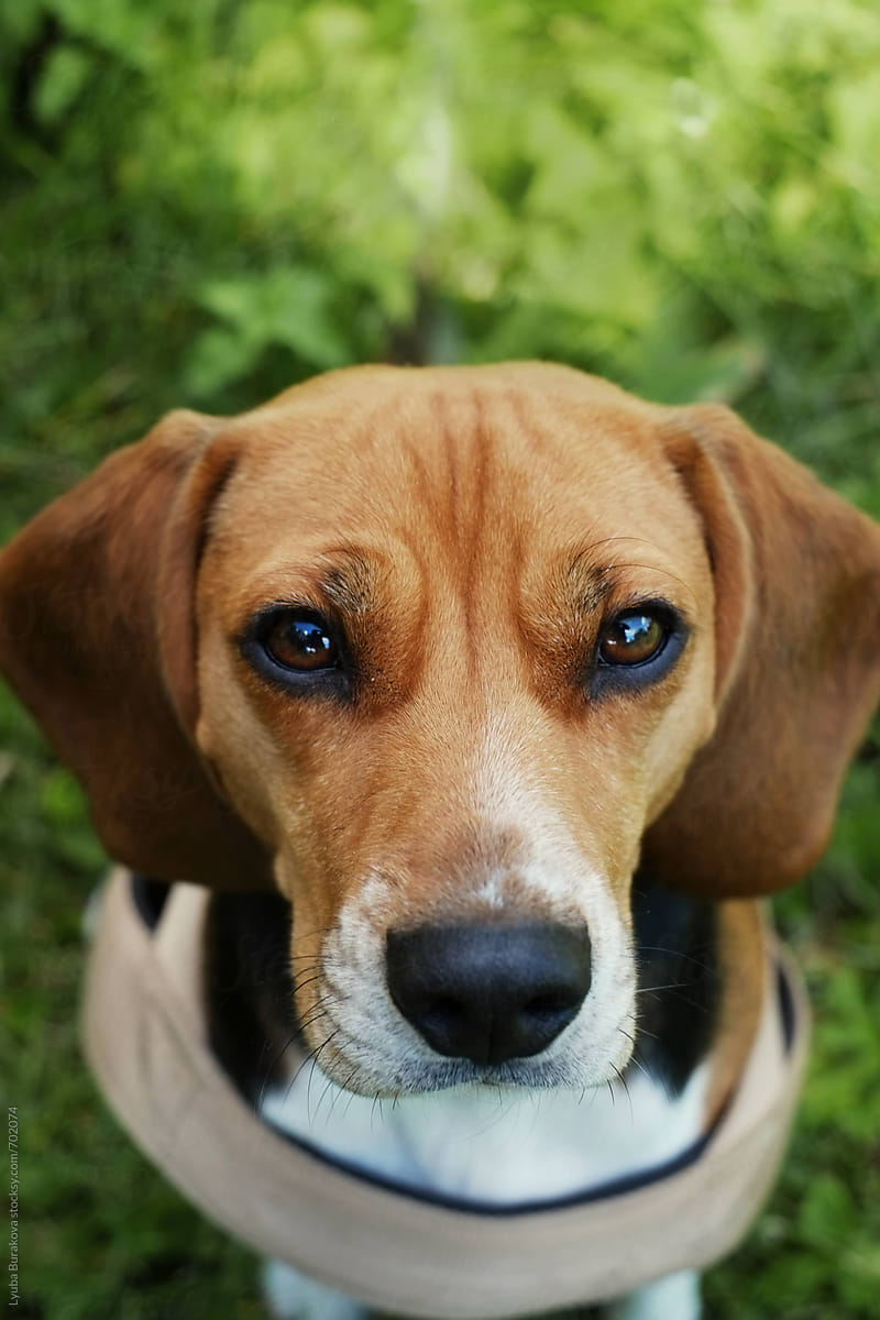 "Portrait O A Dog" by Stocksy Contributor "Amor Burakova" - Stocksy