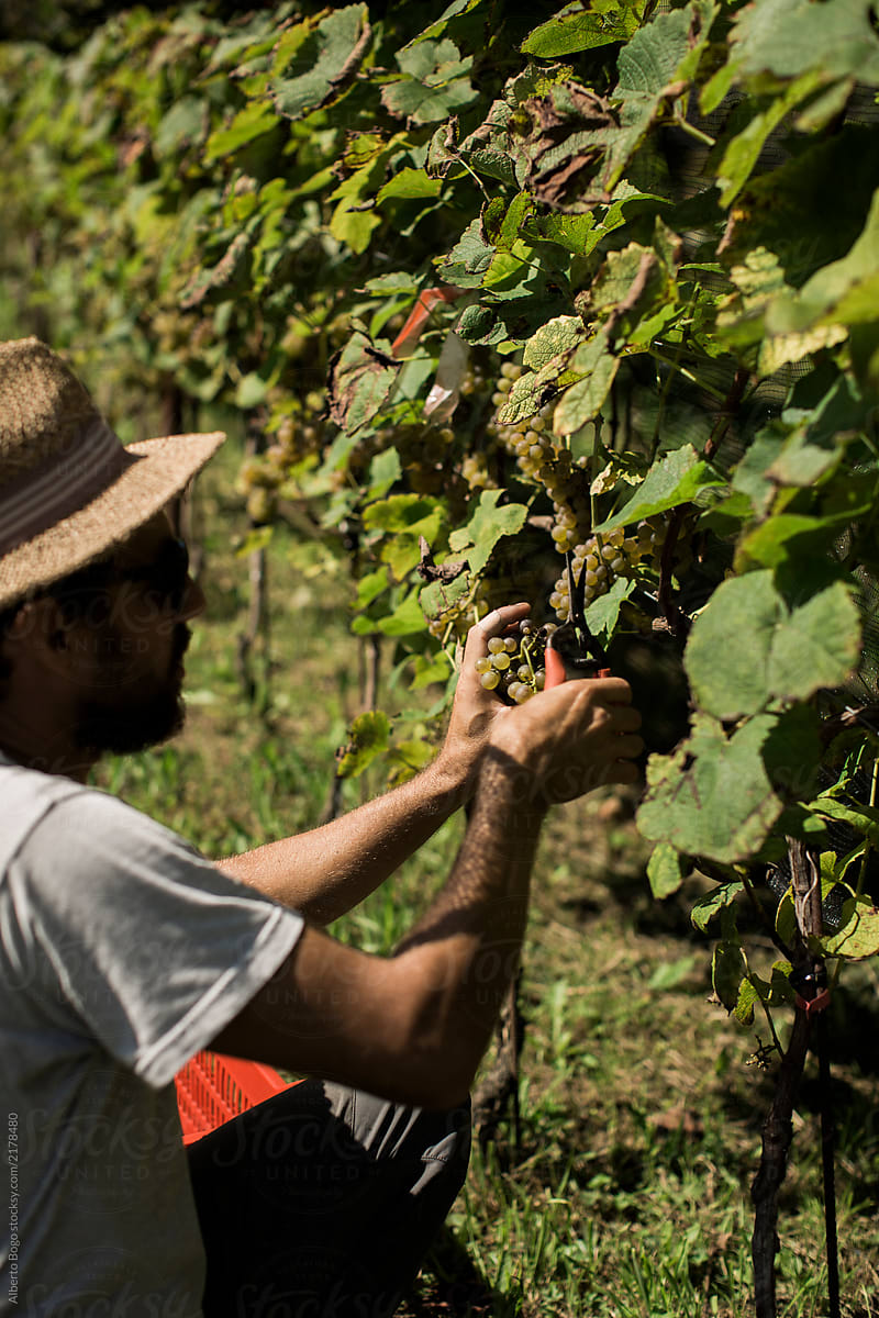 "Farmer Taking Care Of Vine" by Stocksy Contributor "Studio Serra ...