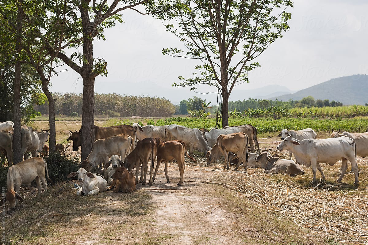 "Free Cows Walking Outdoor" by Stocksy Contributor "Mauro Grigollo ...