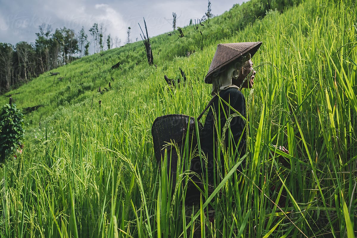 "Senior Karen Woman In Her Rotational Farming" by Stocksy Contributor ...