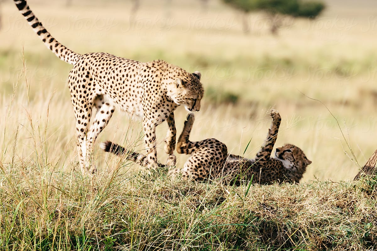 "Cheetahs Playing" by Stocksy Contributor "Agencia" - Stocksy