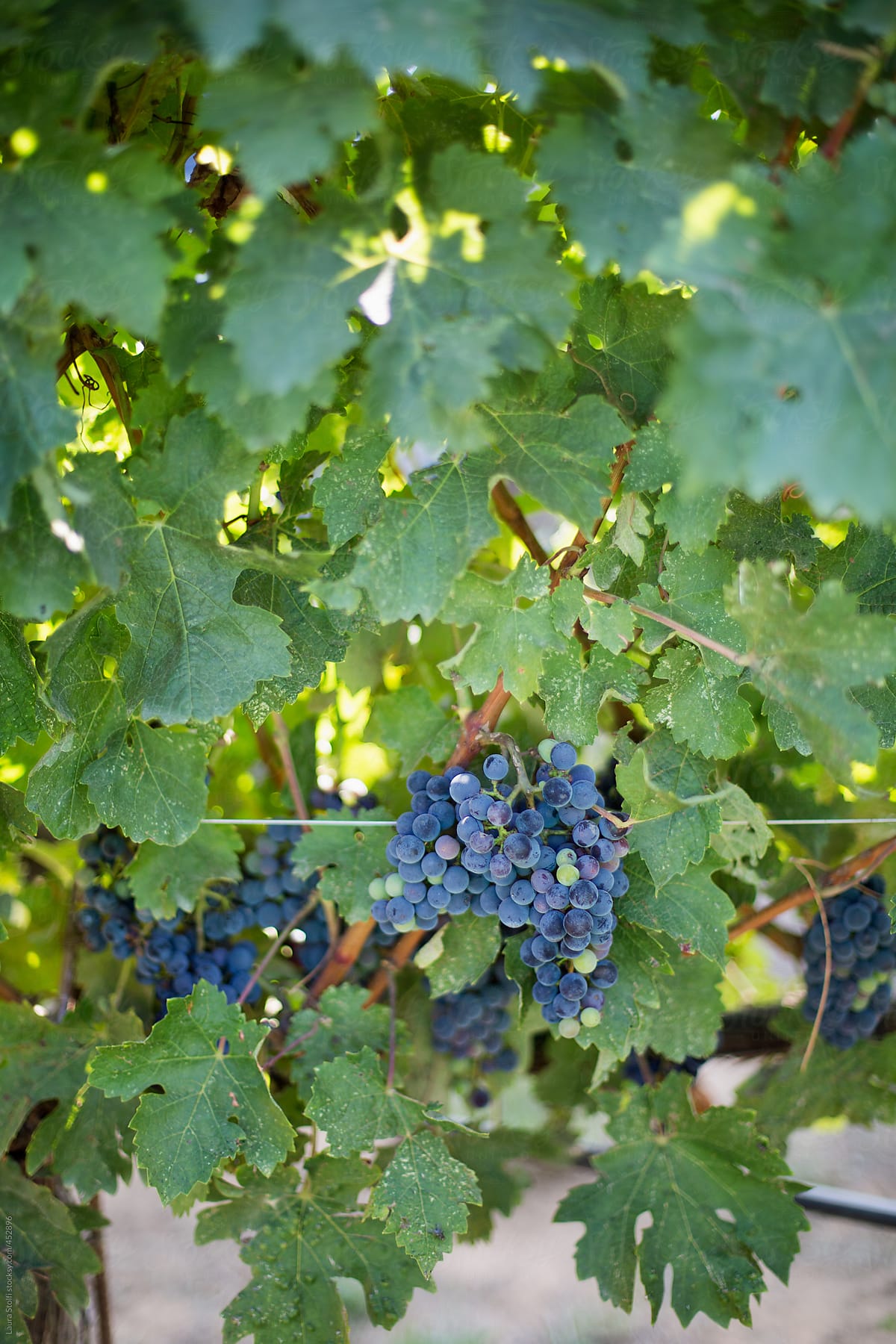 "Black Grape Hanging From Vine In Italy" by Stocksy Contributor "Laura ...